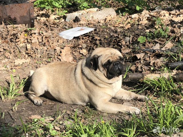 Мопс на вязку