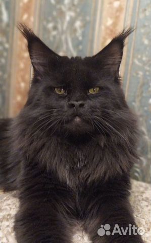 Мистический черный кот