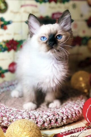 Кошечка RagDoll(тряпичная кукла, рэгдолл)