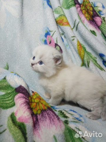 Белые комочки