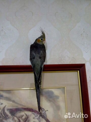 Птенец Кореллы (самец)