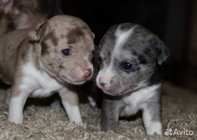 Щенок мерль чихуахуа