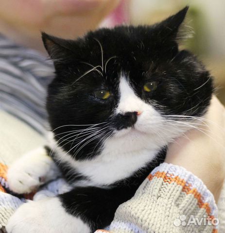 Мультяшный - няшный кот Борис