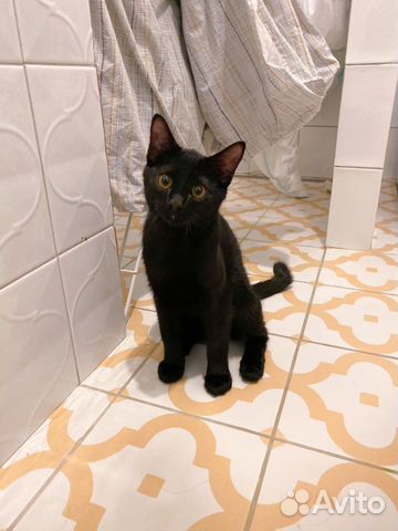 Чёрный котик Тимати в добрые руки