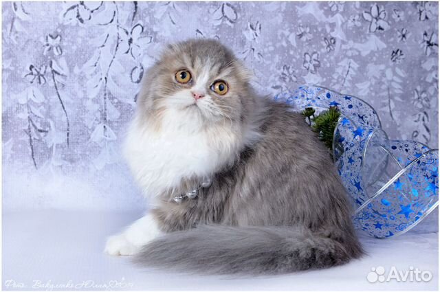 Счастье в дом