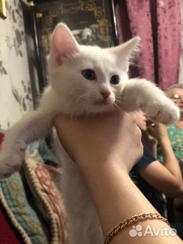 Кошечка (Мама Ангорка + Папа обычный кот) в хороши