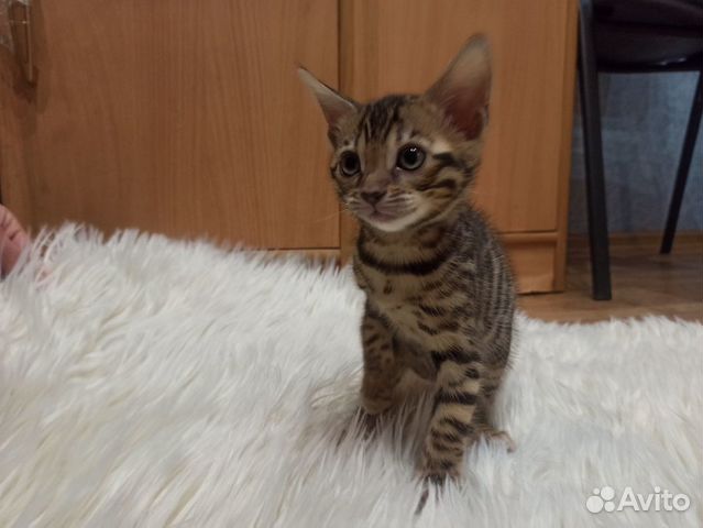 Бенгальчики