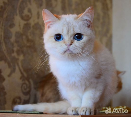 Котик сапфировыми глазками