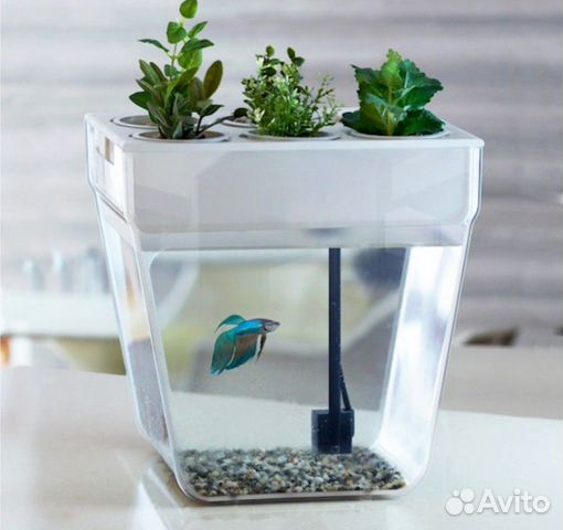 Акваферма для рыбки "Home, fish home"