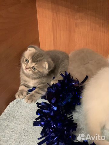 Шотландские котята