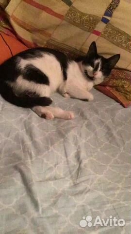 Отдаем в добрые руки