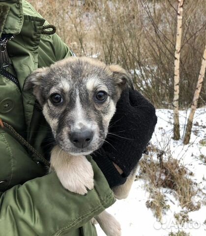 Щенок в добрые руки