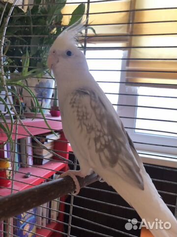 Попугай корелла + клетка