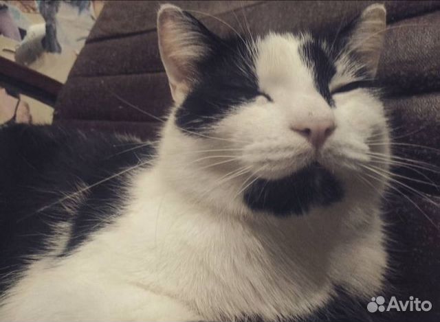 Кот Вольт. Мальчик. Полтора года. Бесплатно