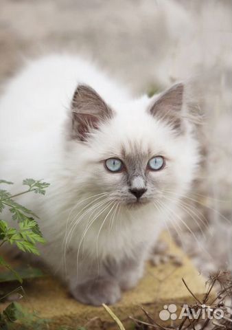 Рэгдолл мальчик(Ragdoll)