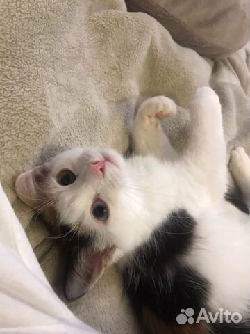 Маленький 4-месячный котёнок ищет дом
