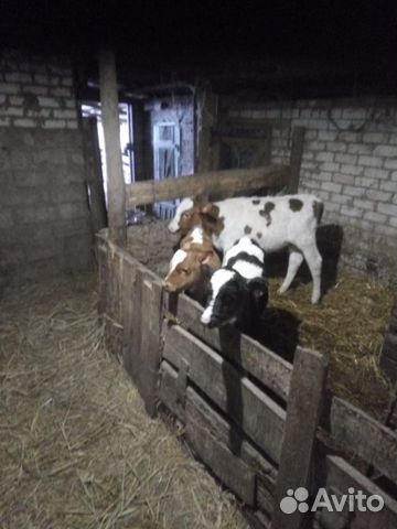 Телочки и бычок