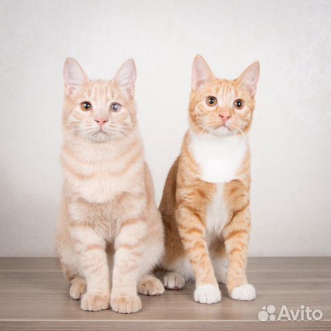 Рыжие ласковые котята подростки в дар