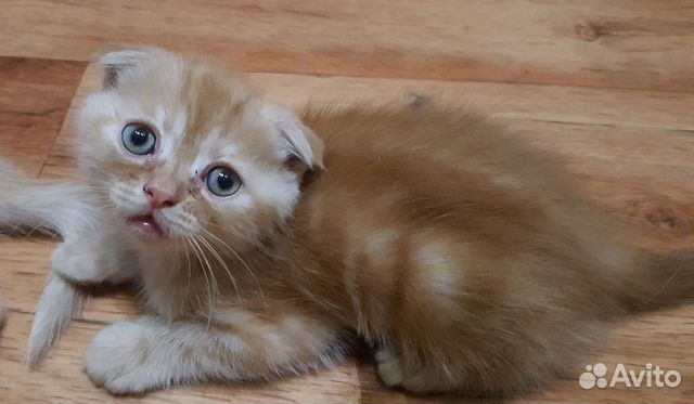 Рыжий шотландчик