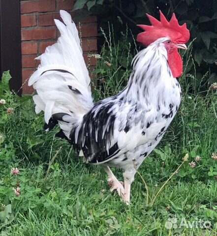 Петух Леггорн далматинец