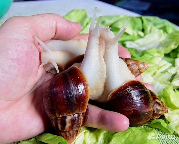 Улитка Ахатина-альбинос