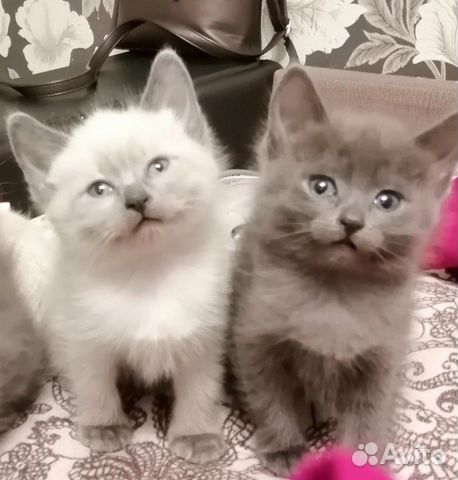 Чудо малыши ищут дом