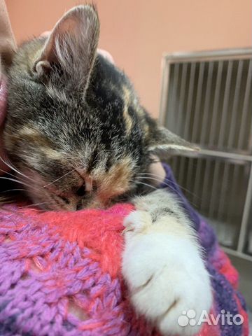 Котенок девочка ищет дом