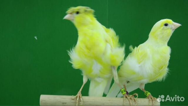 Кенар канарейка