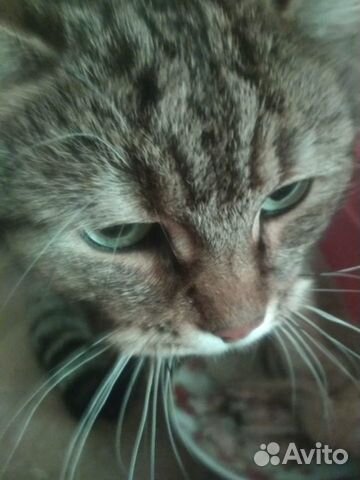 Кошечка пикси боб