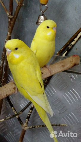 Желтые попугайчики, птенчики