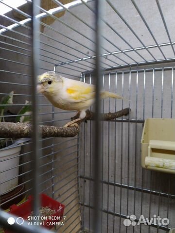 Канарейка самка молодая