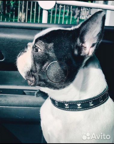 Французский бульдог