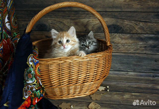 Сибирские котята с документами