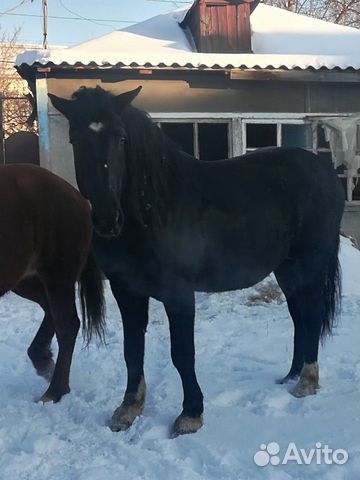 Лошадь