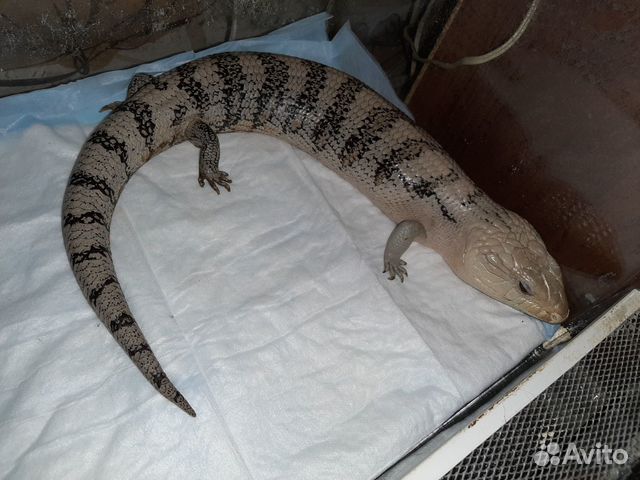 Сцинк Синеязыкий гигантский