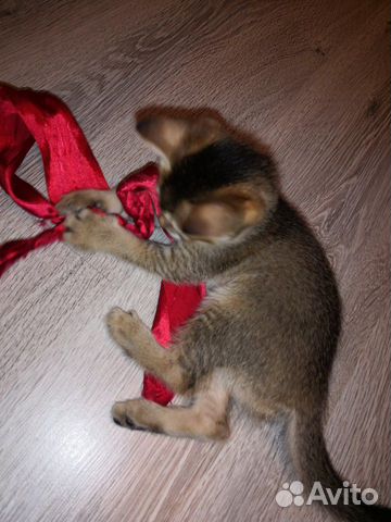 Котенок абиссинец