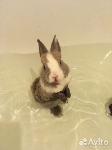 Ручной кролик