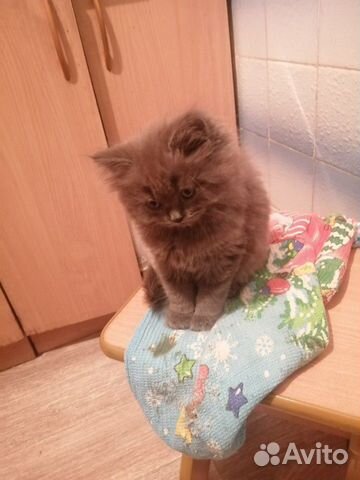Шотландский котенок