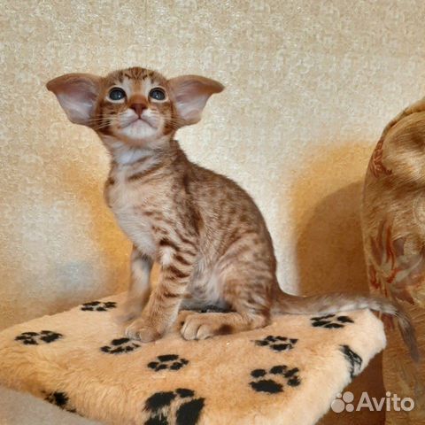 Кошечка циннамоновое пятно