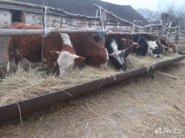 Быки на мясо