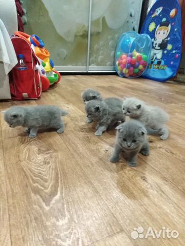 Котята плюшевые мишки