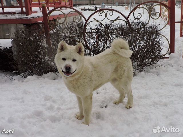 Японский акита ину, мальчик