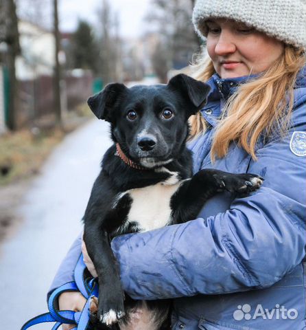 Жасмин, 1 год, 30см
