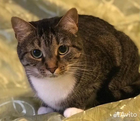 Очень ласковая кошечка Пуговка 2,5 года ищет свой