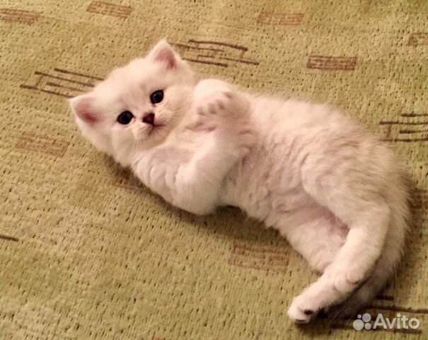 Котята британские серебристые