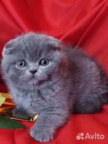 Шотландские котята