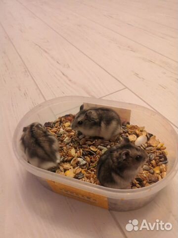 Джунгарские хомячки, бесплатно