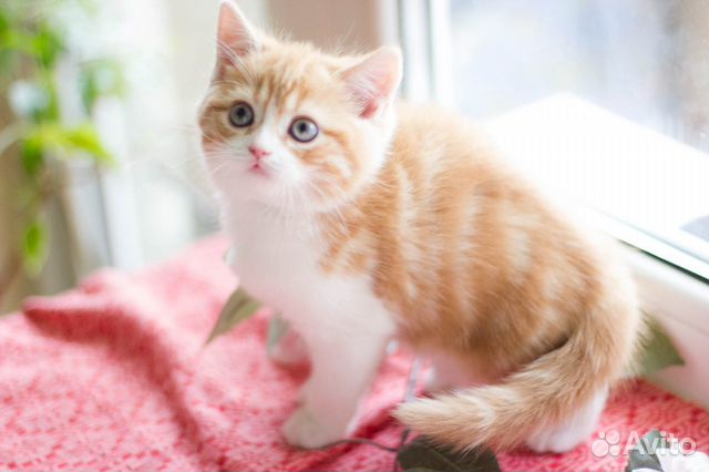 Шотландские котята