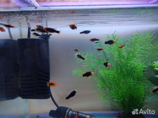 Аквариумные рыбы