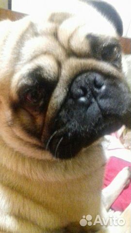 Вязка Красавчик 2ва года Мопсик